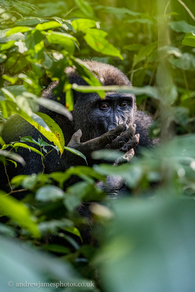 To crop or not to crop? - Eye for the Light