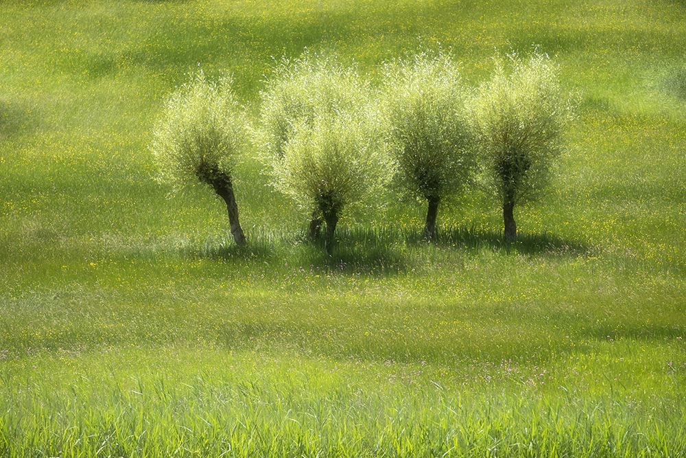 RGB - Colours of Nature - Eye for the Light